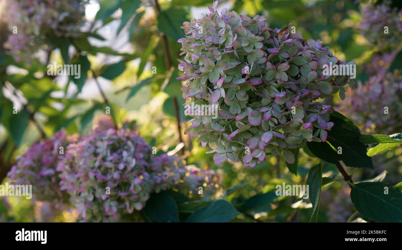 Outdoor hydrangea hi-res stock photography and images - Alamy