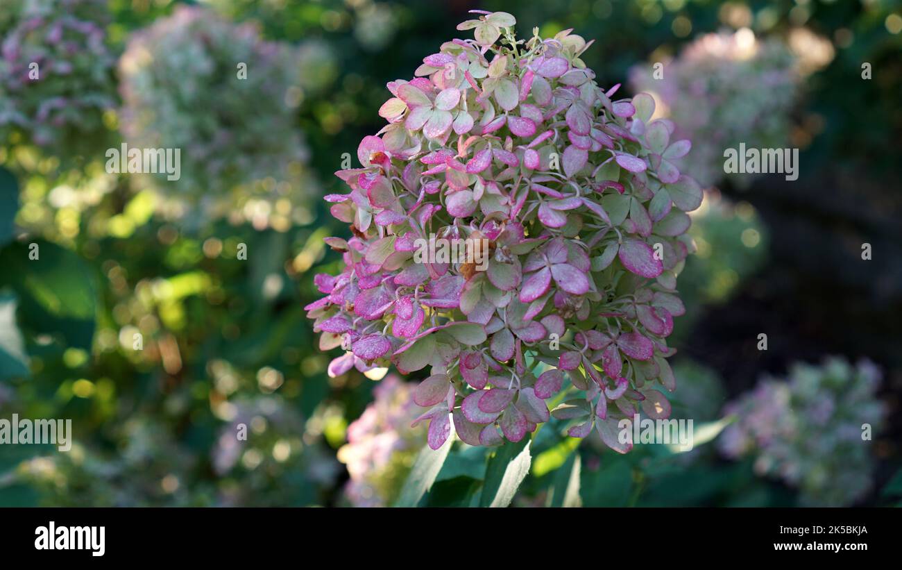 Hydrangea hortensia in outdoor hi-res stock photography and images - Alamy