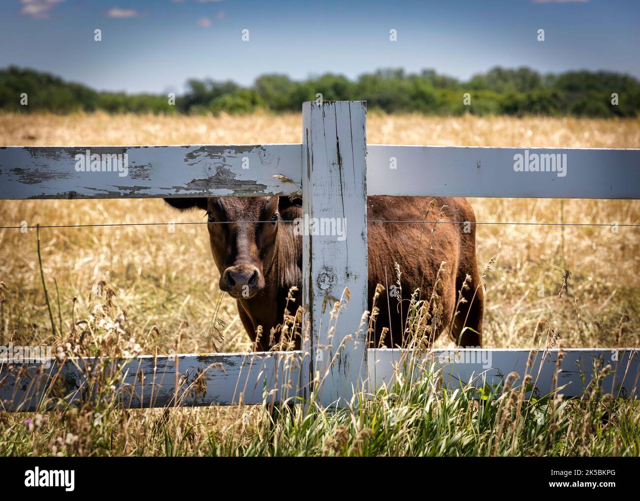 A cow stands in a farm field on a sunny day near Manitowoc, Wisconsin ...