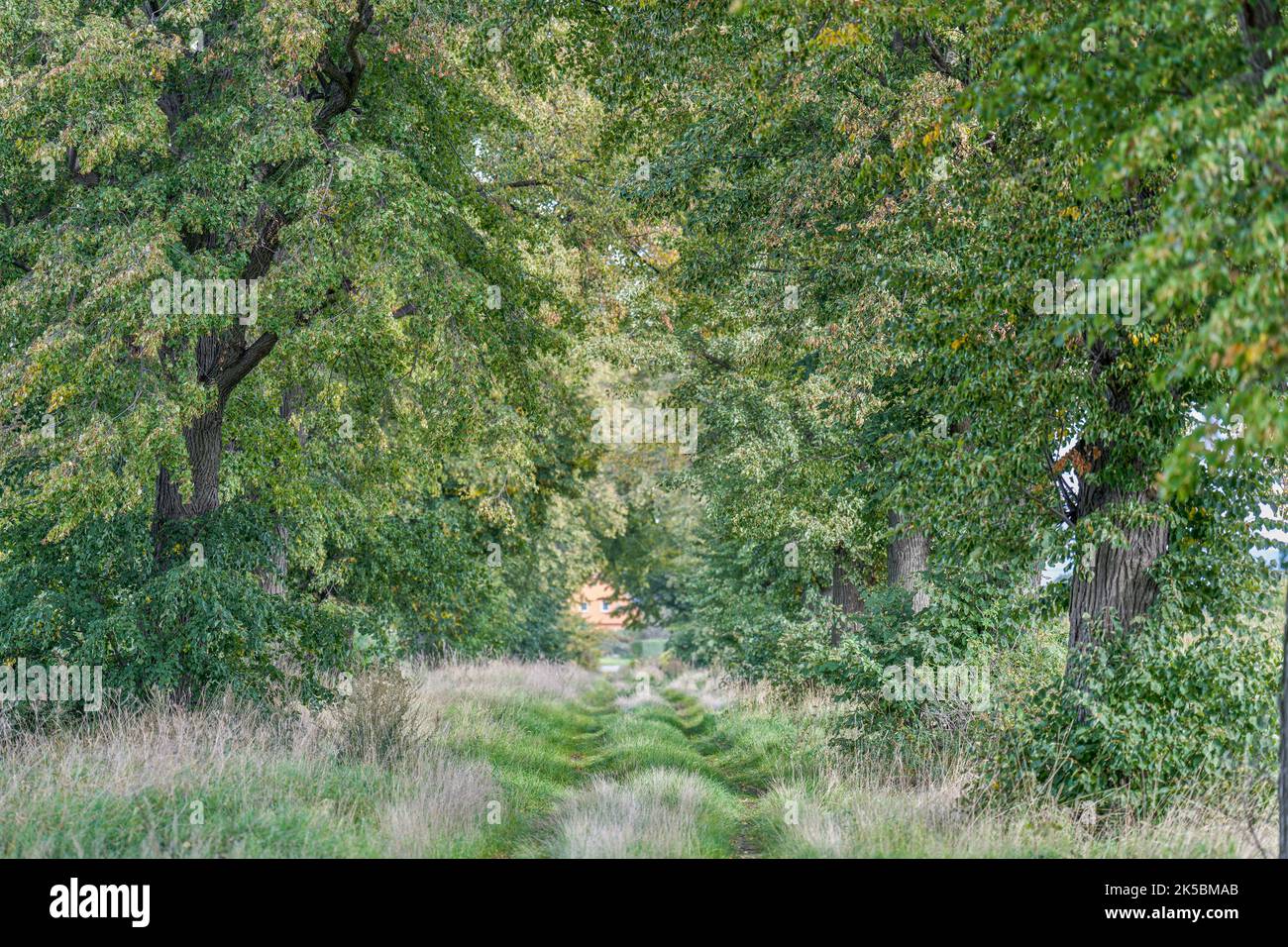 Path lined up on both sides with Old lime trees turning yellow Tilia ...