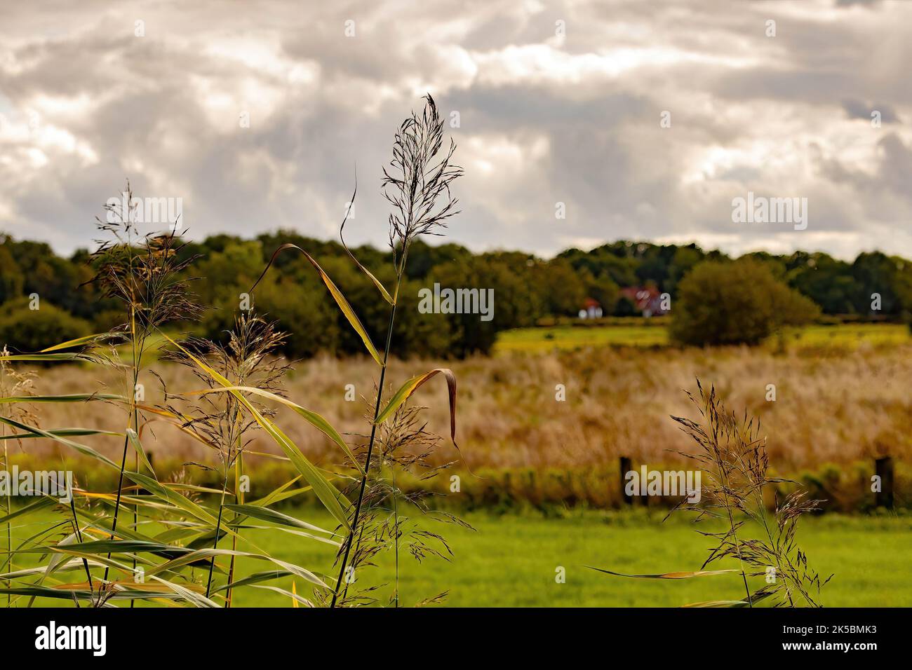 Weed in agriculture hi-res stock photography and images - Alamy