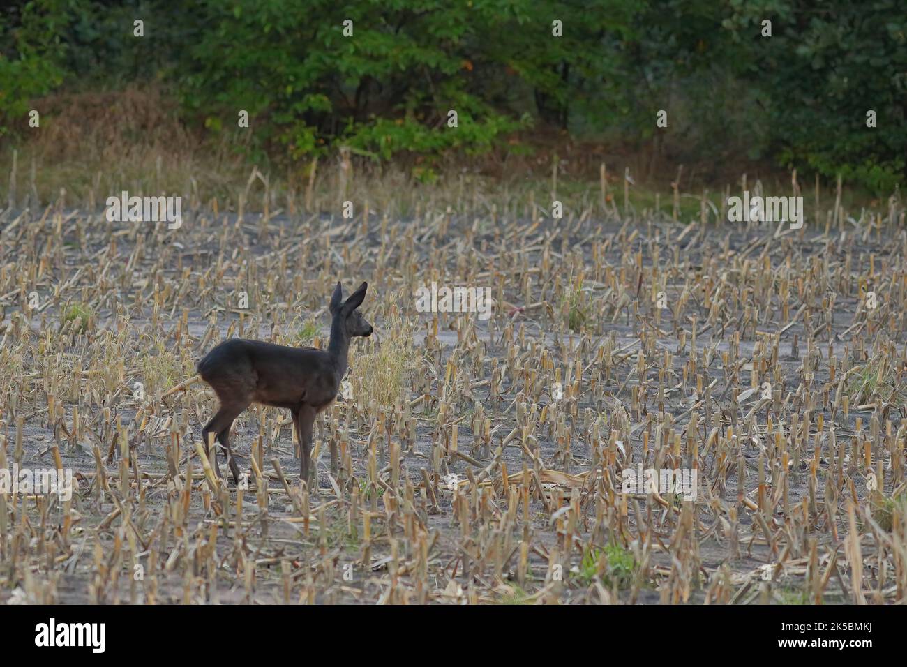 black roe in a harvested cornfield Stock Photo - Alamy