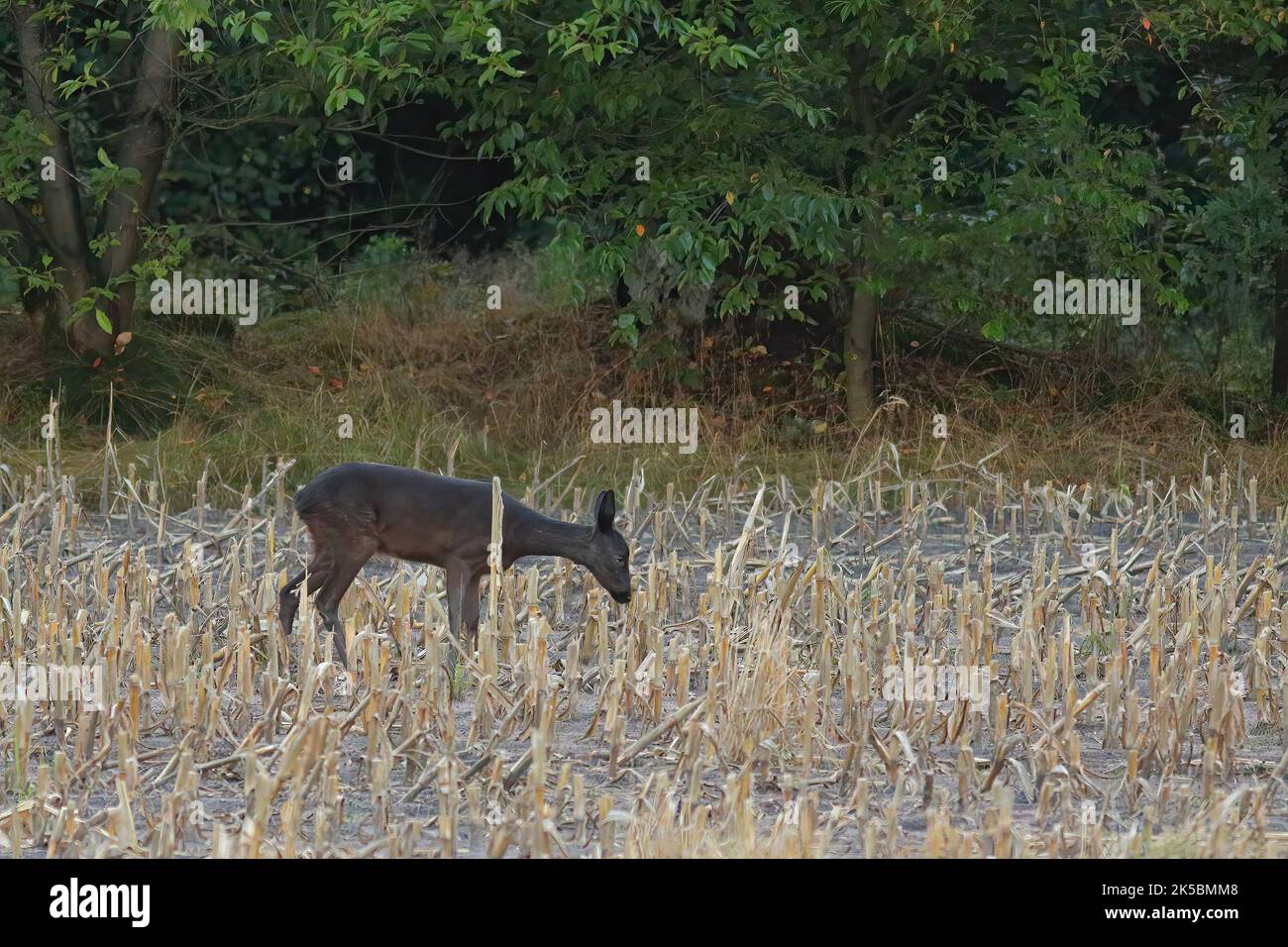 black roe in a harvested cornfield Stock Photo - Alamy