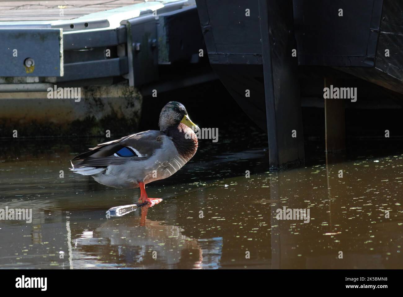 Selective bird in river hi-res stock photography and images - Alamy
