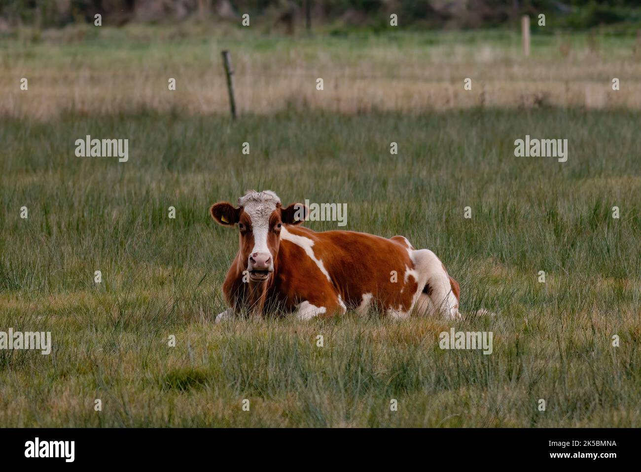 Farming livestock beef cow hi-res stock photography and images - Alamy