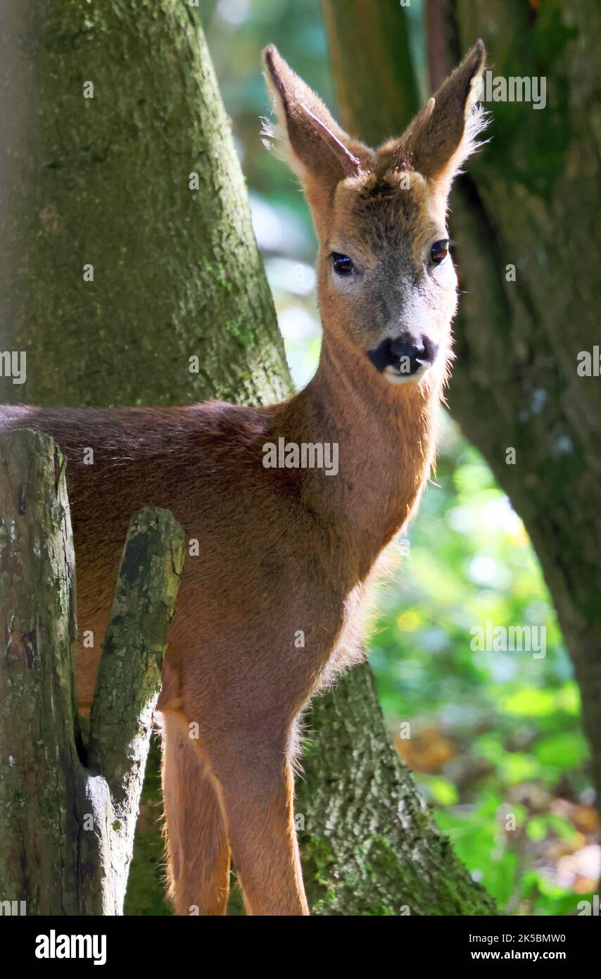 Young Roe deer buck in a woodland in Gloucestershire UK Stock Photo - Alamy