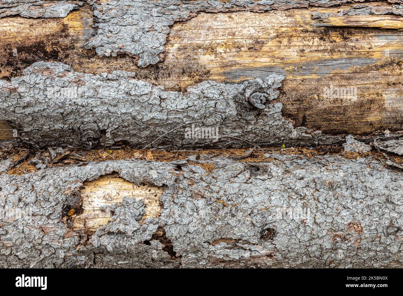 A stack wall of wooden logs texture background Stock Photo - Alamy
