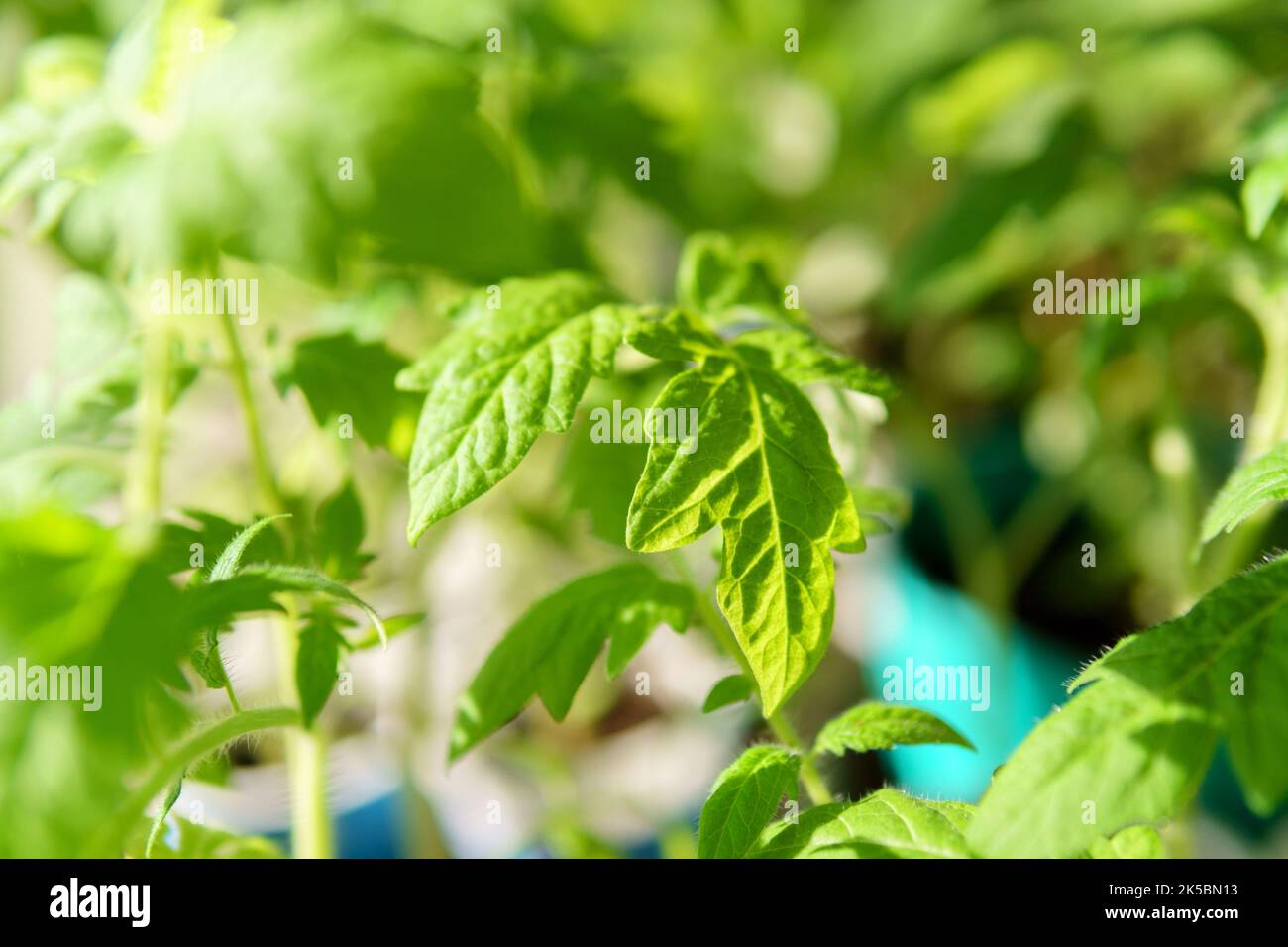 Tomato seedlings leaves close-up, selective focus. The concept of ...