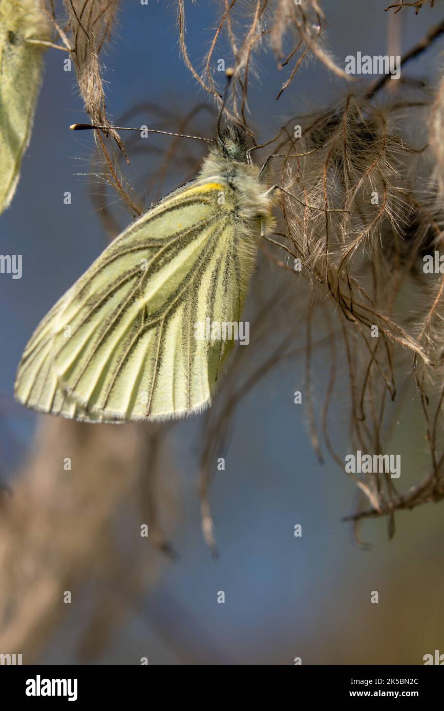 A vertical closeup shot of a butterfly hanging on the edge of a plant ...