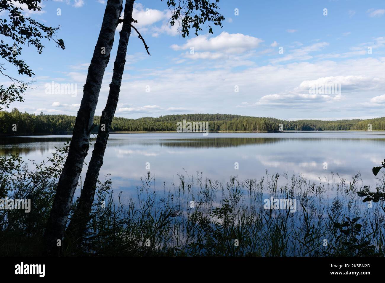 Finnish lake view, landscape with silhouette of tree trunk and grasses ...