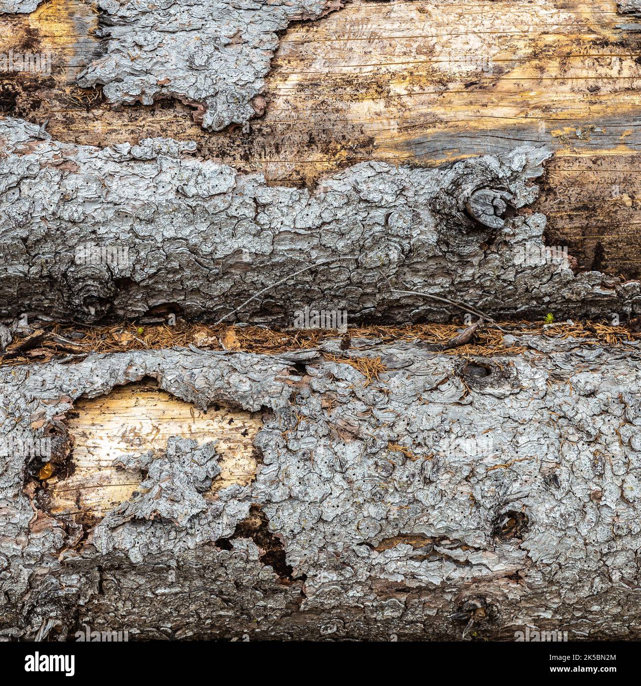 A stack wall of wooden logs texture background Stock Photo - Alamy