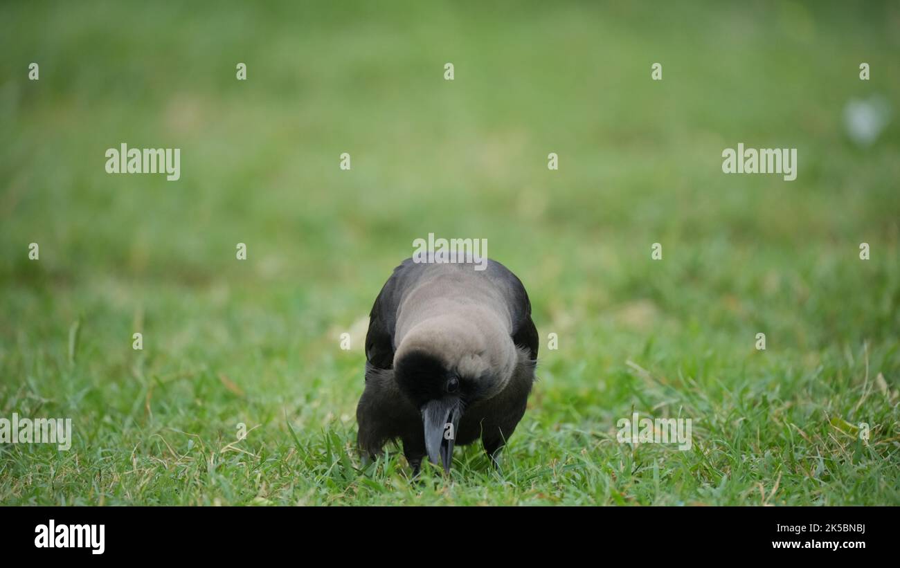 A closeup of the house crow foraging on green grass. Corvus splendens ...
