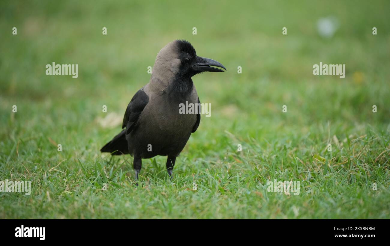 Single house crow corvus hi-res stock photography and images - Alamy