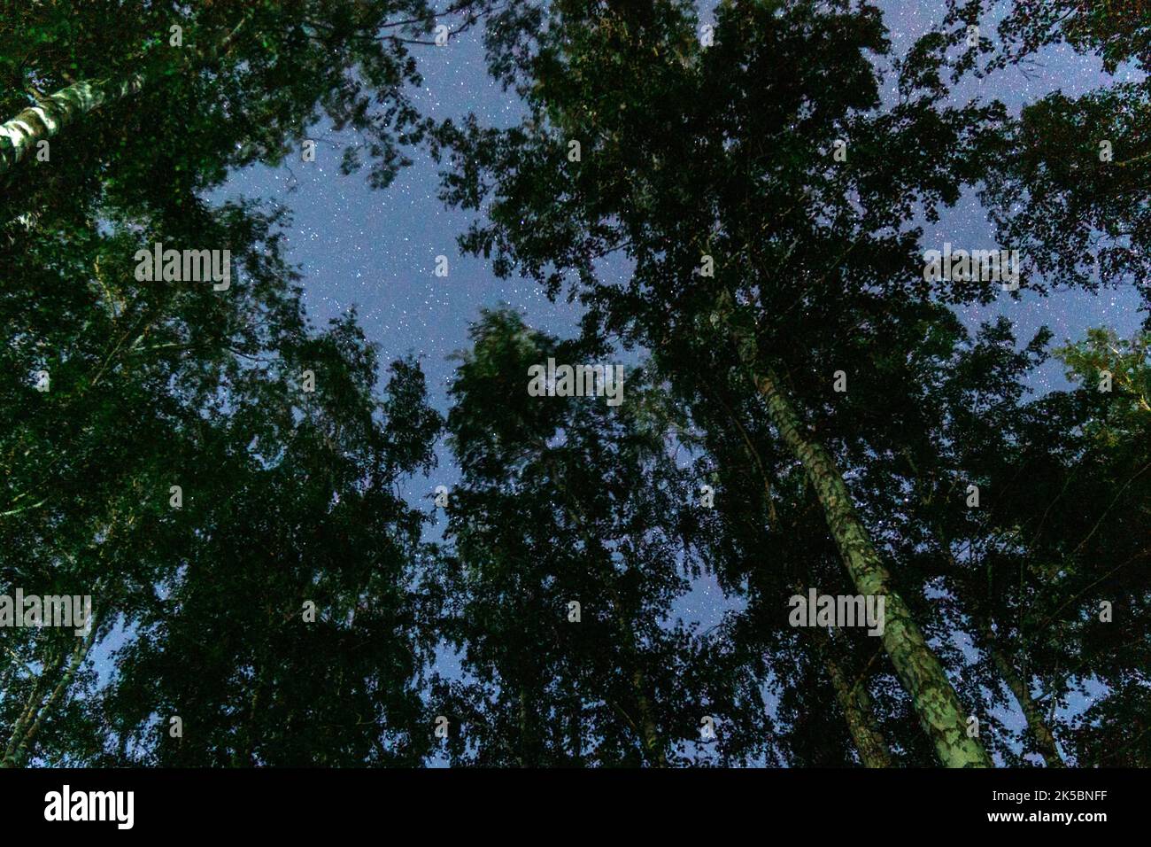 Dark outline of the dry forest in the night with starry sky on ...