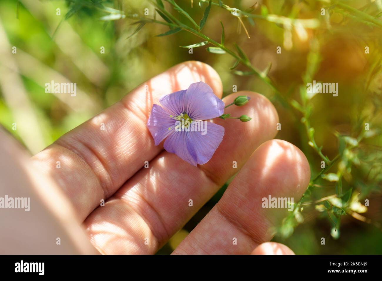 Flax seed cultivation hi-res stock photography and images - Alamy