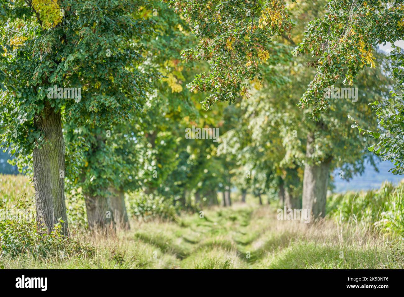 Path lined up on both sides with Old lime trees turning yellow Tilia ...