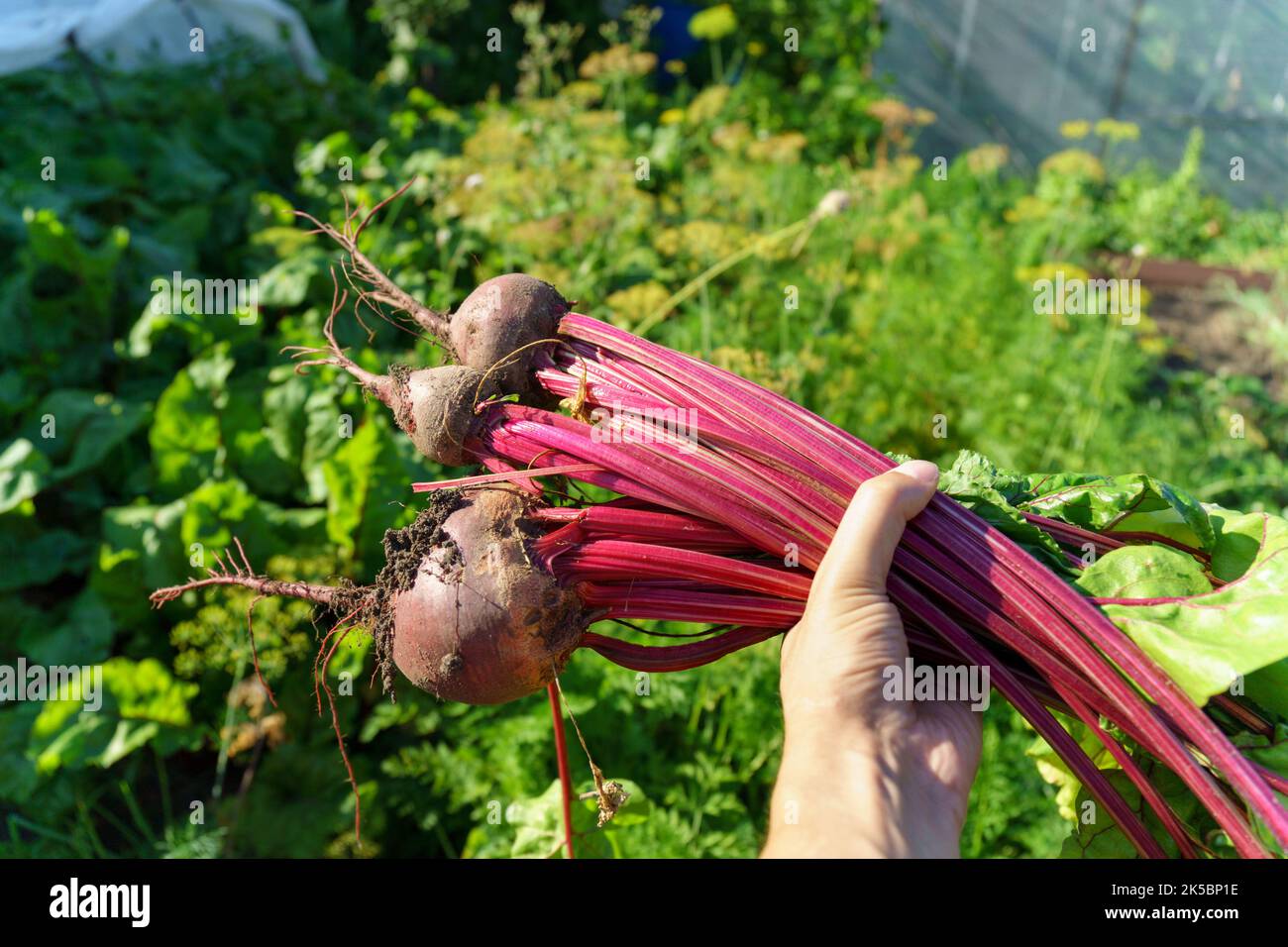 Autumn Red beet, table beet Beta vulgaris. Autumn harvest beets only ...
