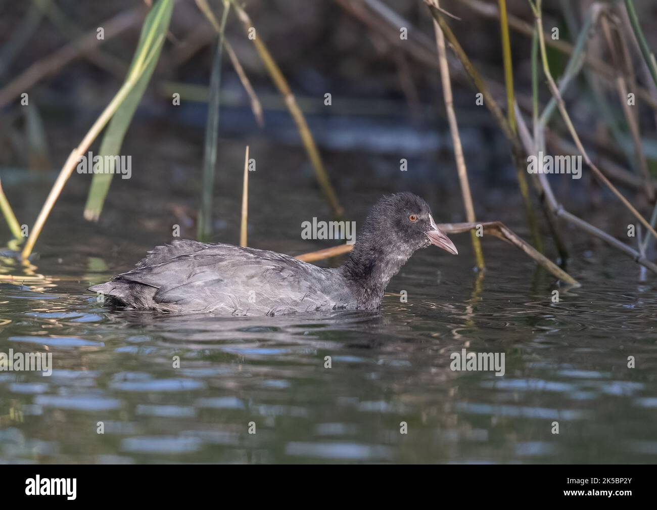 A juvenile Coot (Fulica atra ) still with it's fluffy feathers ...
