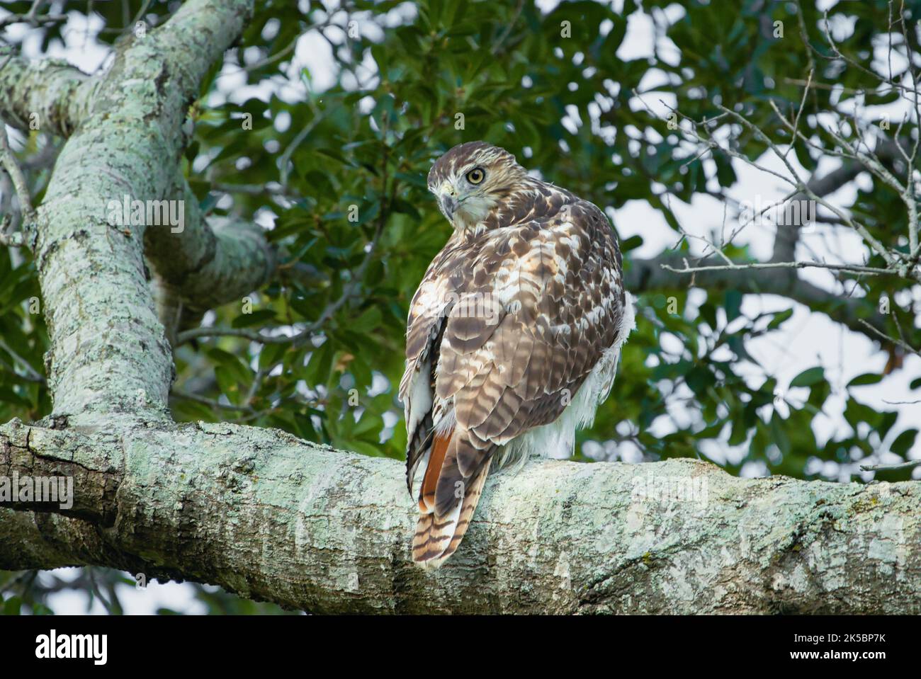 The view of a Red-tailed hawk looking over the shoulder while perching ...