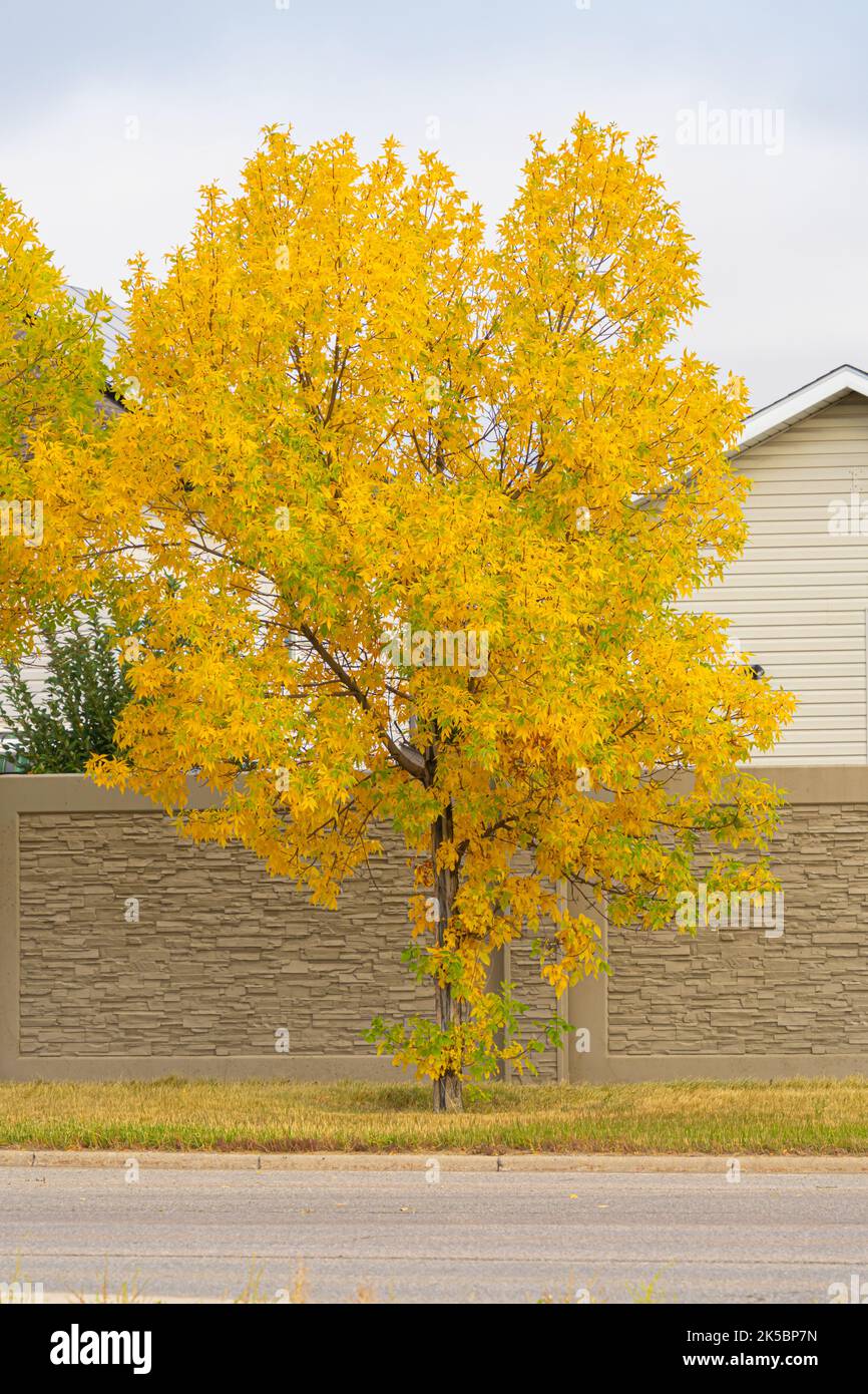 Tree Leaves changing color for fall autumn Stock Photo - Alamy