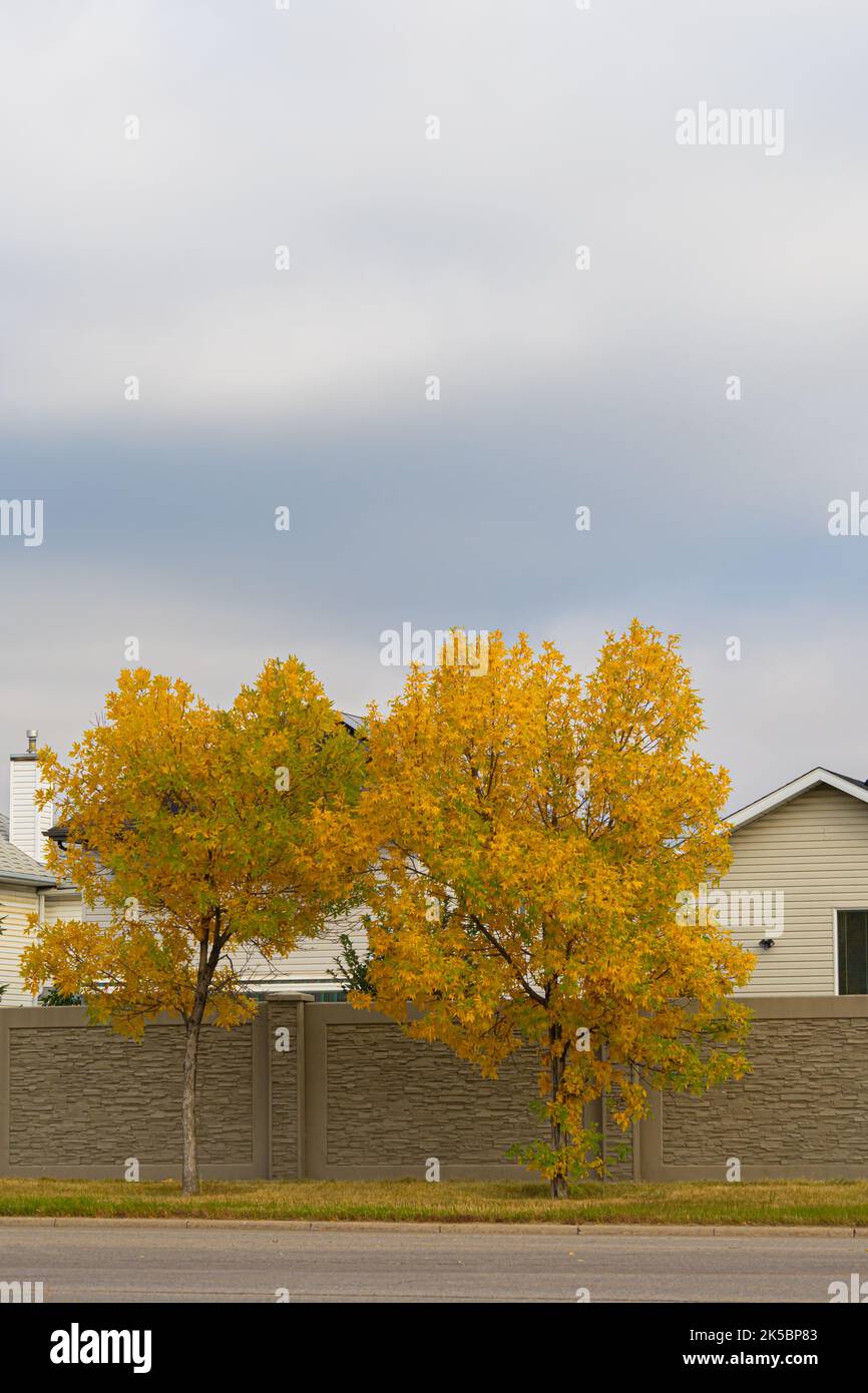 Tree Leaves changing color for fall autumn Stock Photo - Alamy