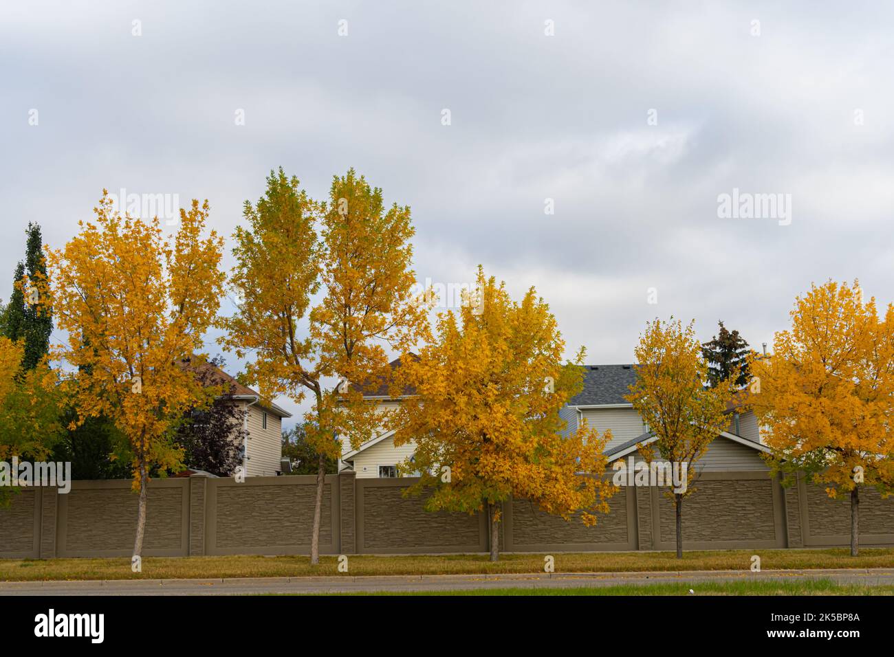 Tree Leaves changing color for fall autumn Stock Photo - Alamy