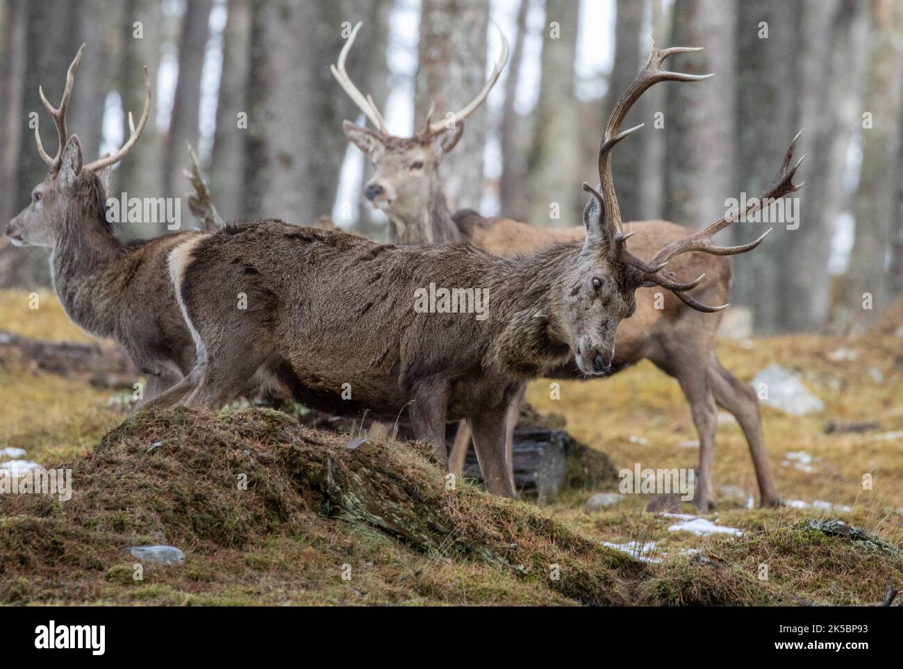 The Three Musketeers. Three Red Deer (Cervus elaphus) stags sorting out ...