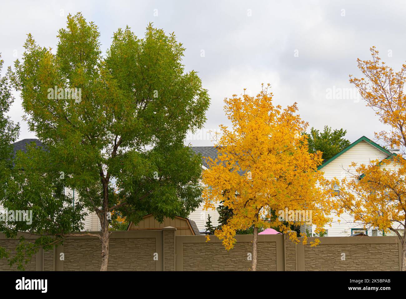 Tree Leaves changing color for fall autumn Stock Photo - Alamy