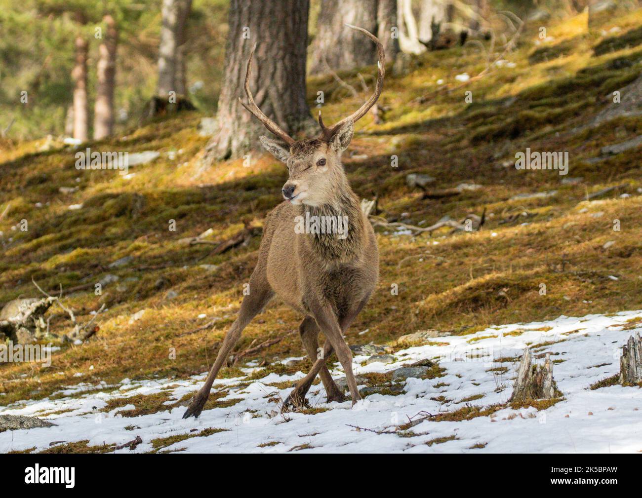 A Red Deer stag (Cervus elaphus) dancing through the Caledonian Pine ...