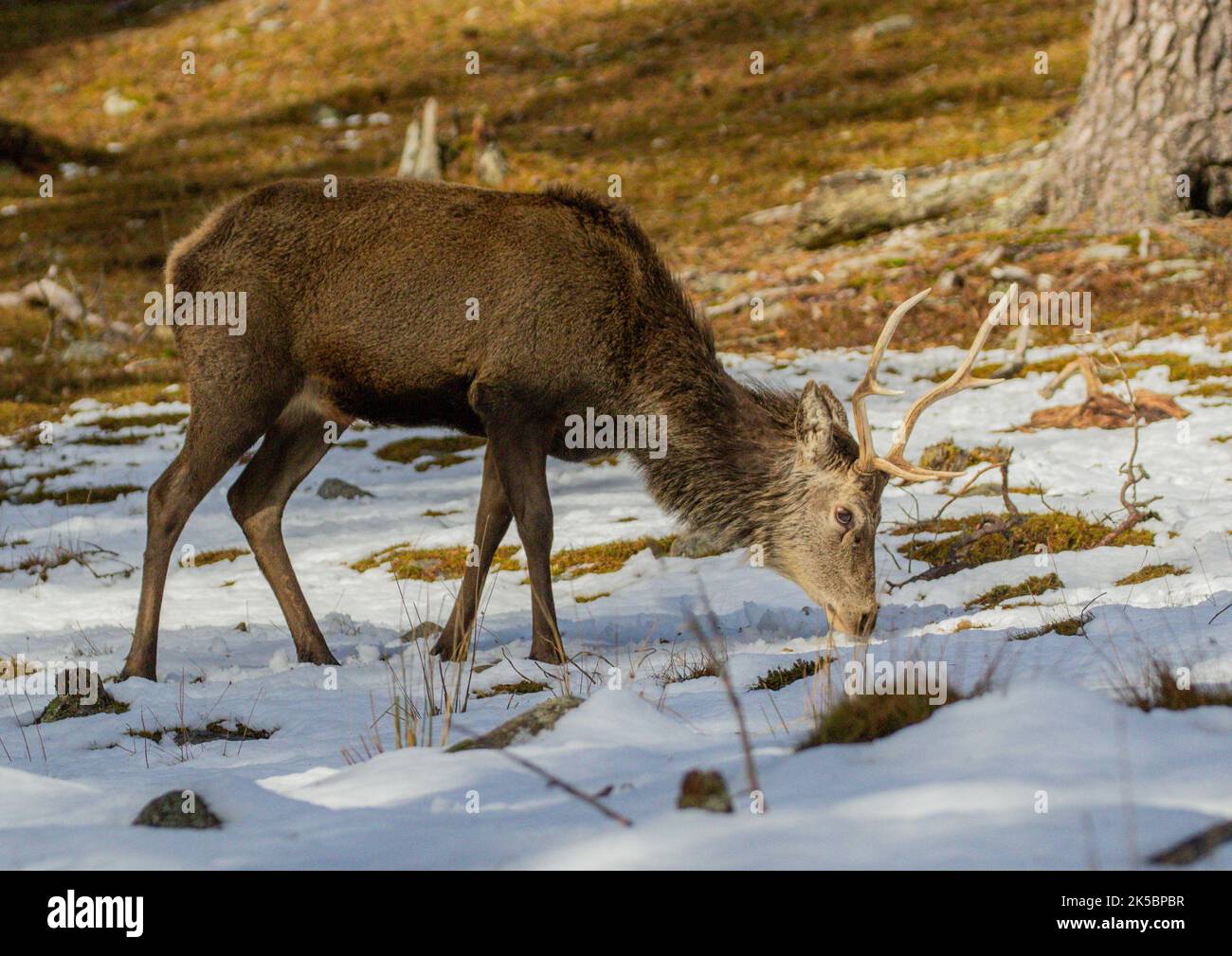 Food for deer hi-res stock photography and images - Alamy