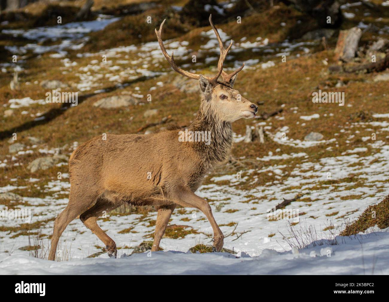 Shaggy deer hi-res stock photography and images - Alamy
