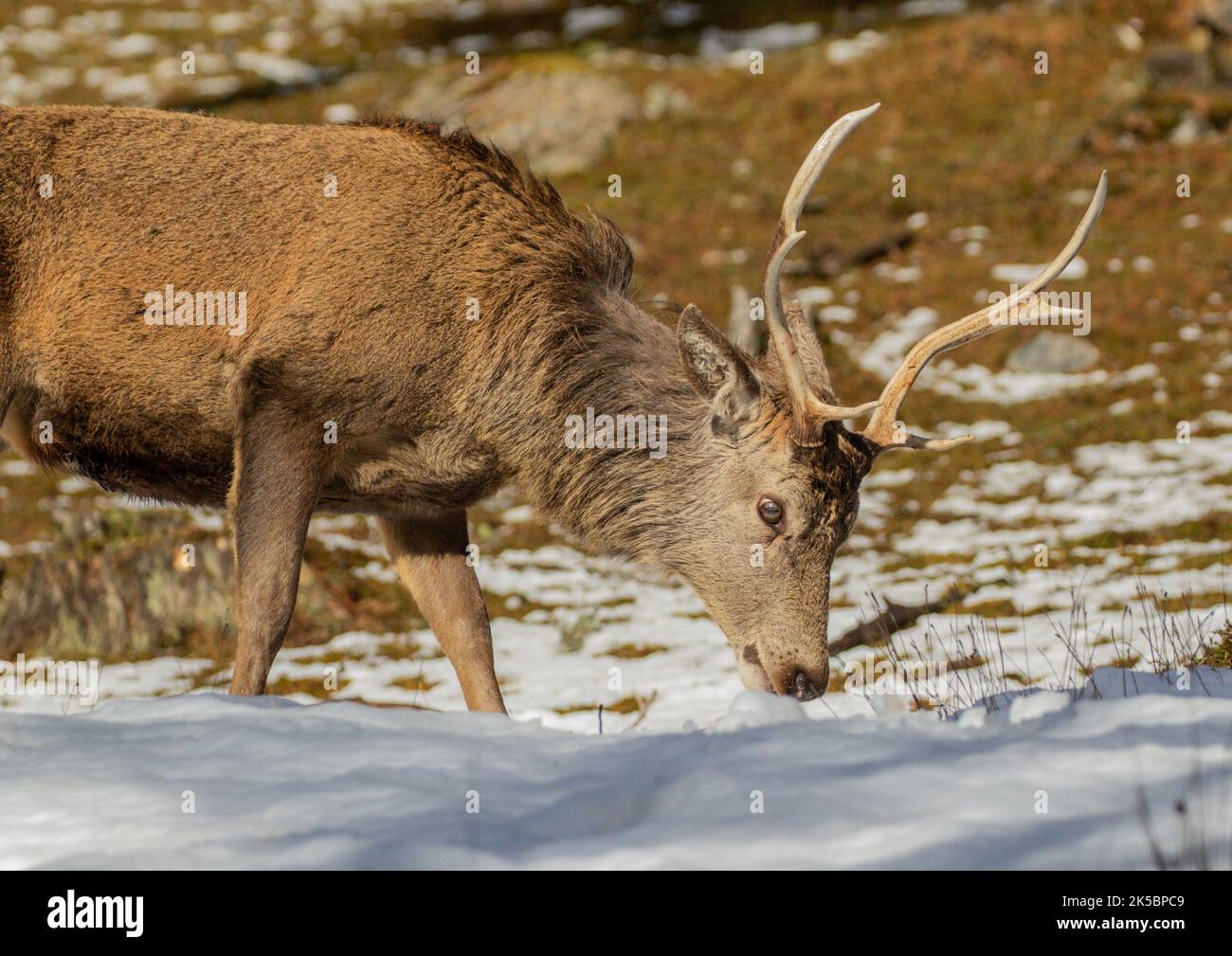 Food for deer hi-res stock photography and images - Alamy