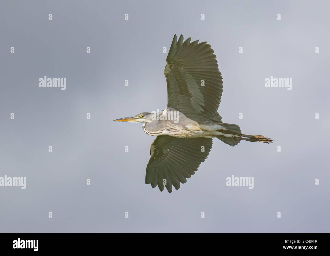 Heron like bird hi-res stock photography and images - Alamy