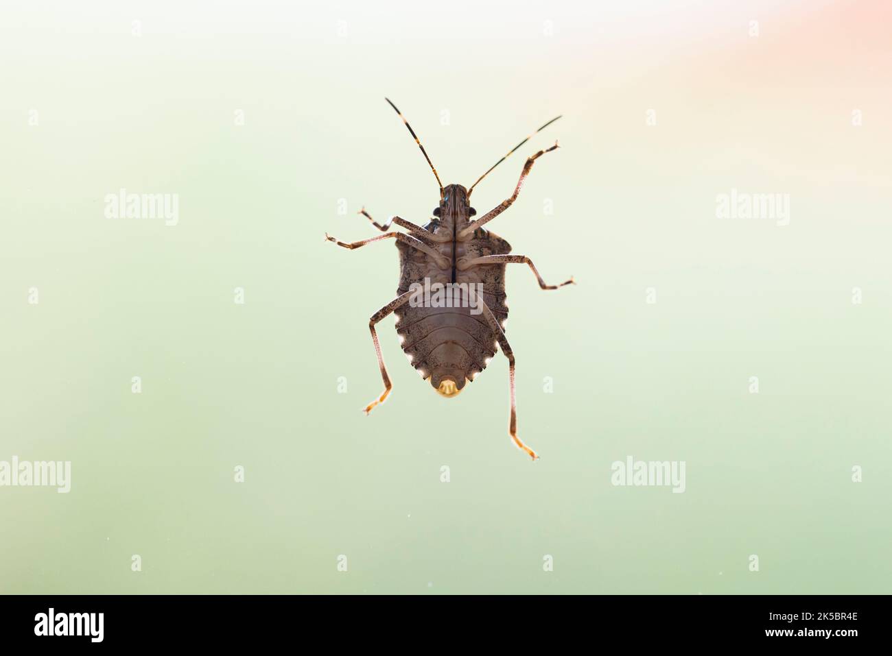 Bug on the glass window Stock Photo - Alamy