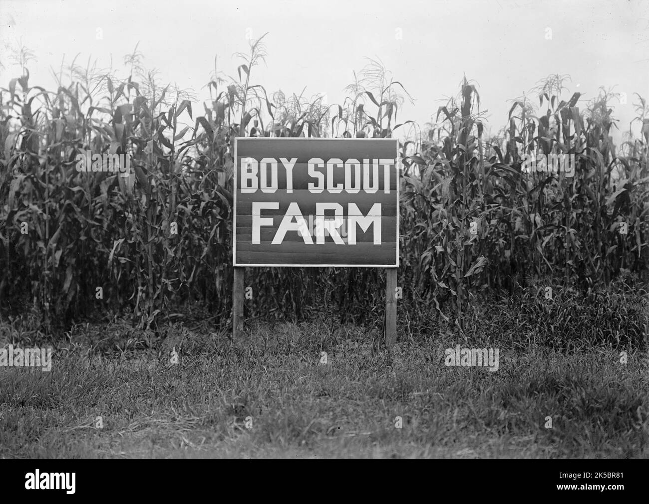 Boy Scouts, Boy Scout Farm, 1917 Stock Photo - Alamy
