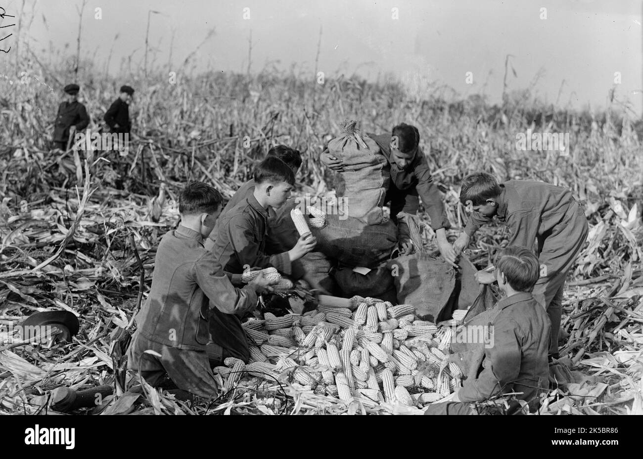 Boy Scouts, Boy Scout Farm, 1917 Stock Photo - Alamy