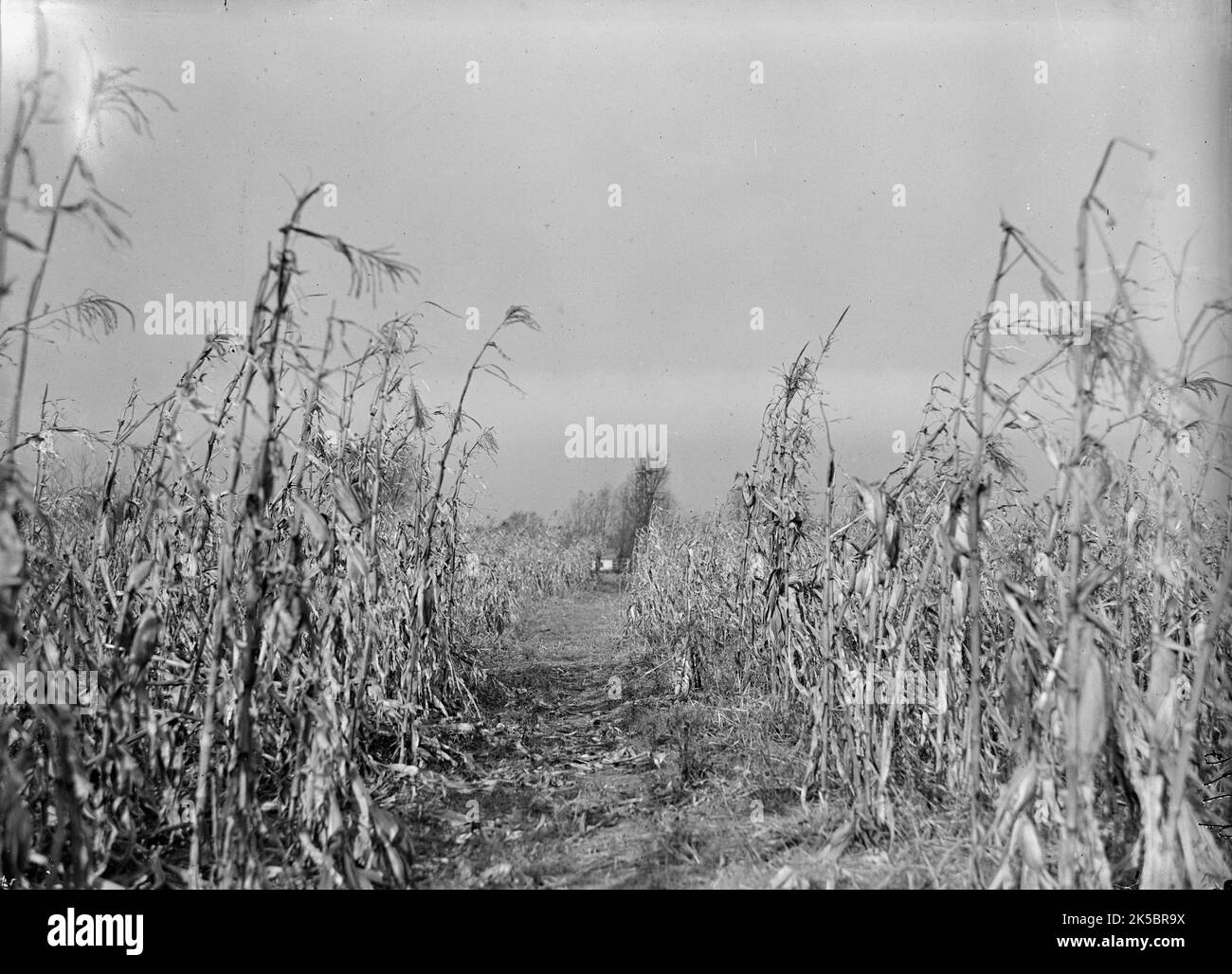 Scout art Black and White Stock Photos & Images - Alamy