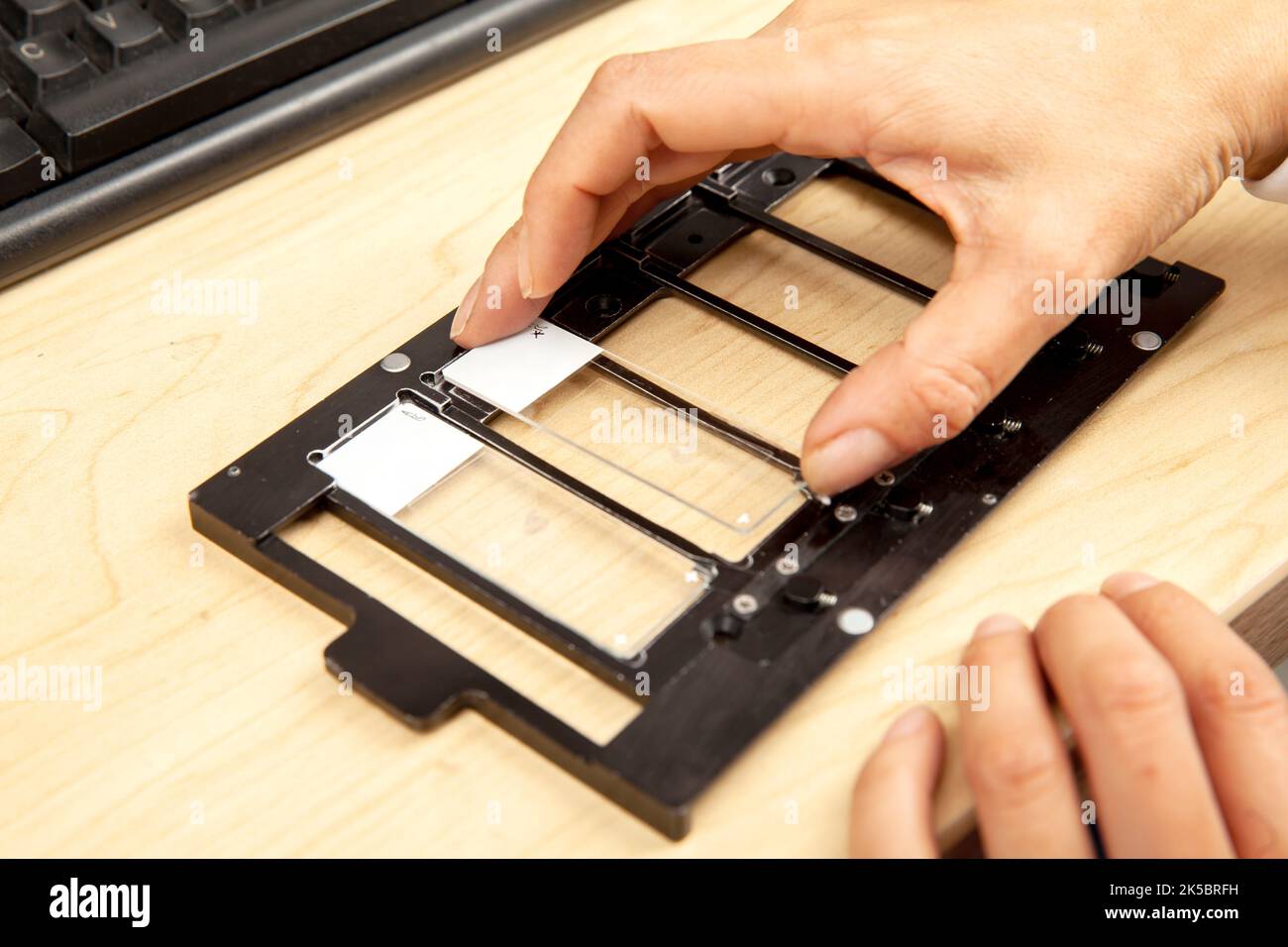Scientist scanning microscope slides with tissue samples for pathology ...