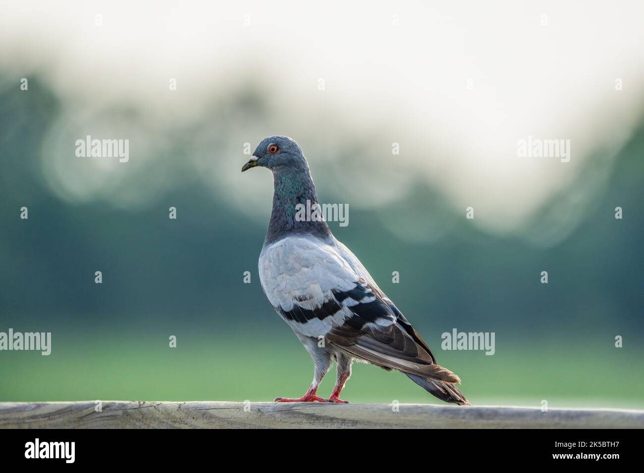 The close-up profile view of a pigeon perching on the fence before the ...