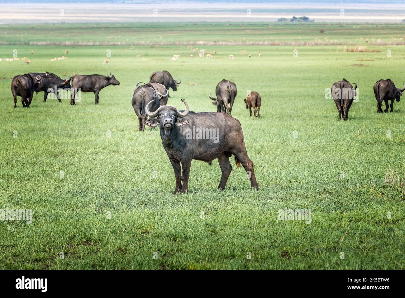 Animal mouth open buffalo hi-res stock photography and images - Alamy