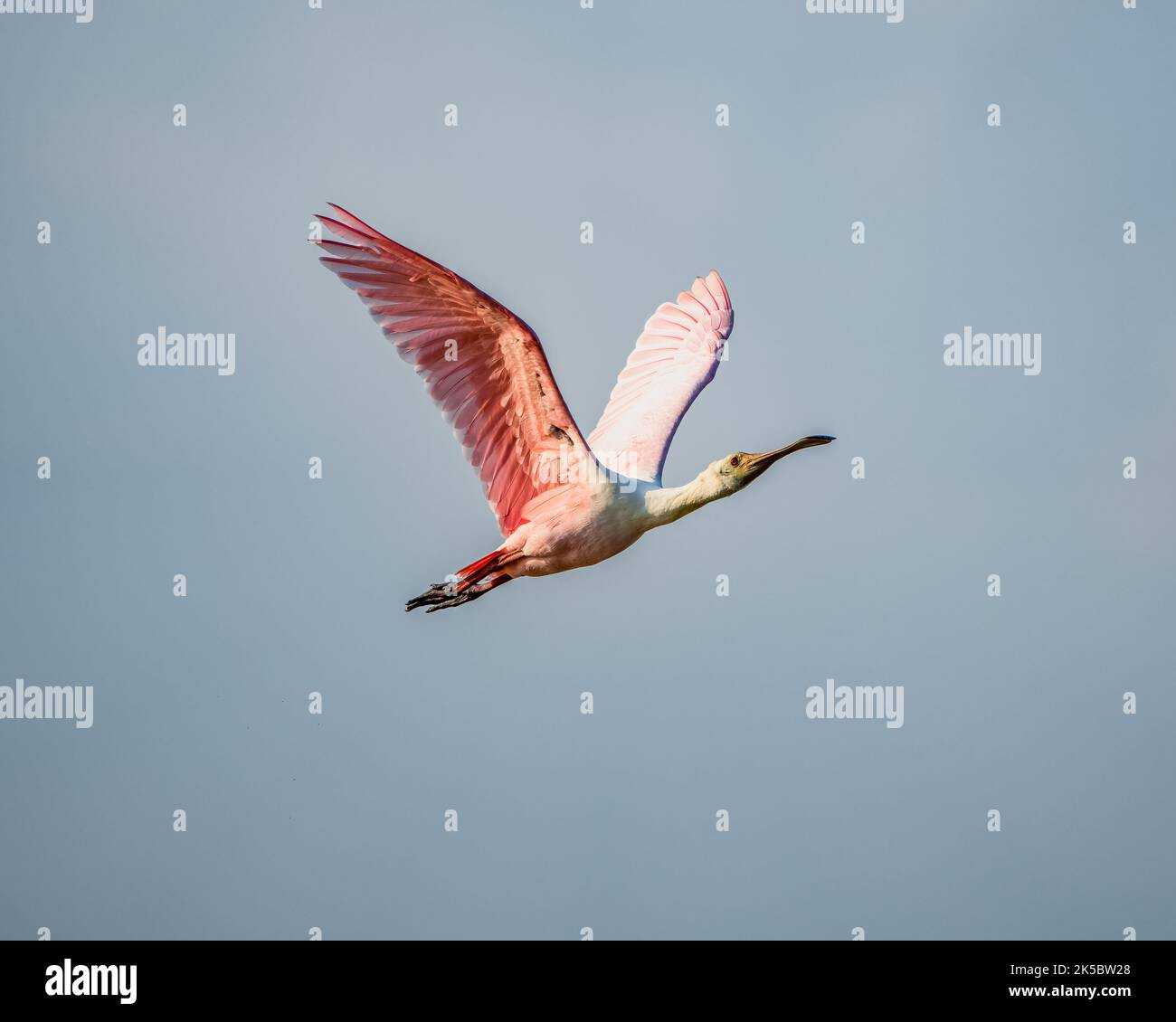 The low-angle view of a Spoonbill flying in the blue sky with wide ...