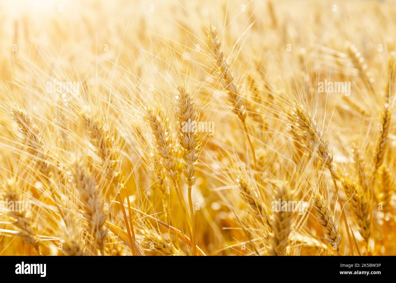 Ears of golden wheat, close up. Beautiful nature sunset wheat field background. Rural scenery of ...