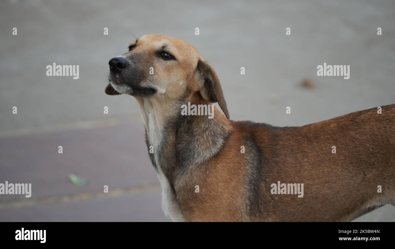 Stray brown dog hi-res stock photography and images - Alamy