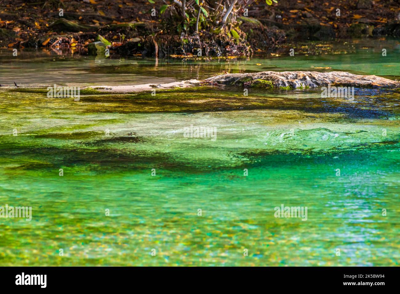 Small beautiful Cenote cave with river and turquoise blue water at ...