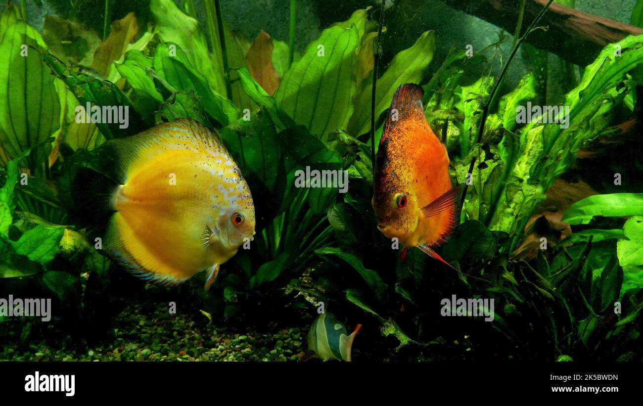 An aquarium full of seaweed with two colorful Discus fish Stock Photo ...