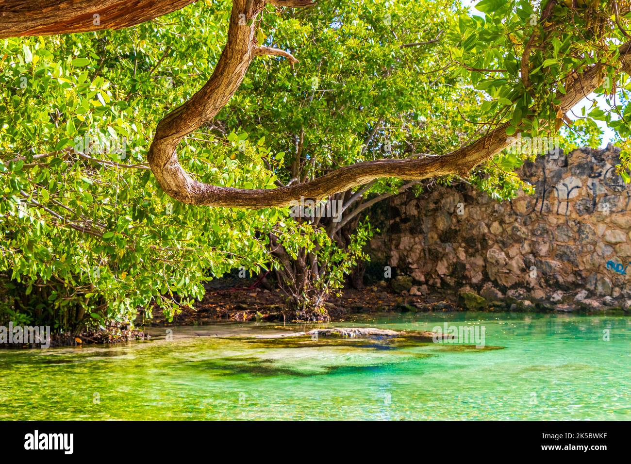 Small beautiful Cenote cave with river and turquoise blue water at ...