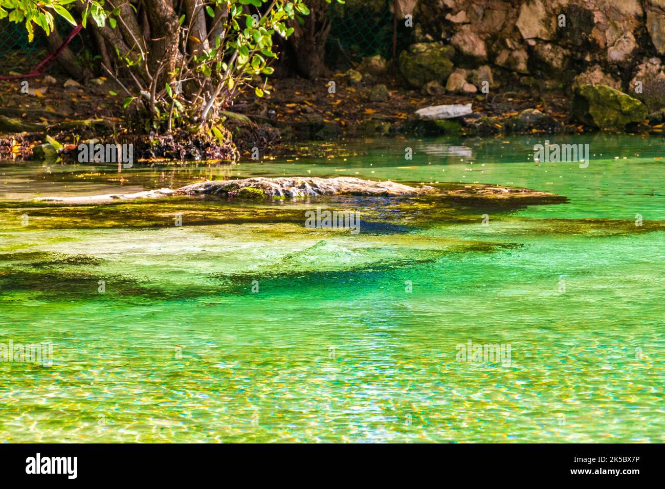 Small beautiful Cenote cave with river and turquoise blue water at ...
