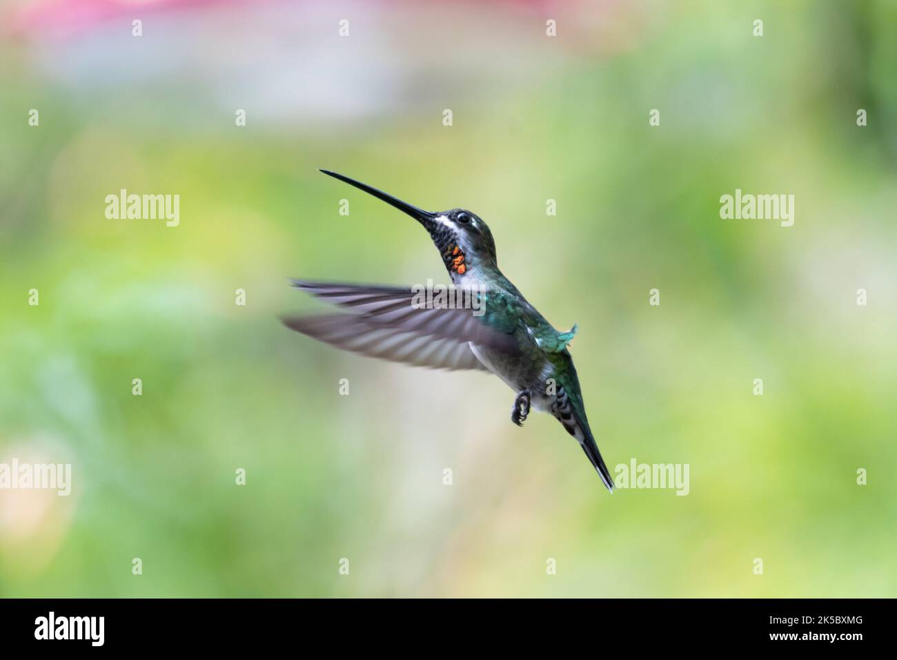 Pretty hummingbird in flight on a soft pastel colored background with ...