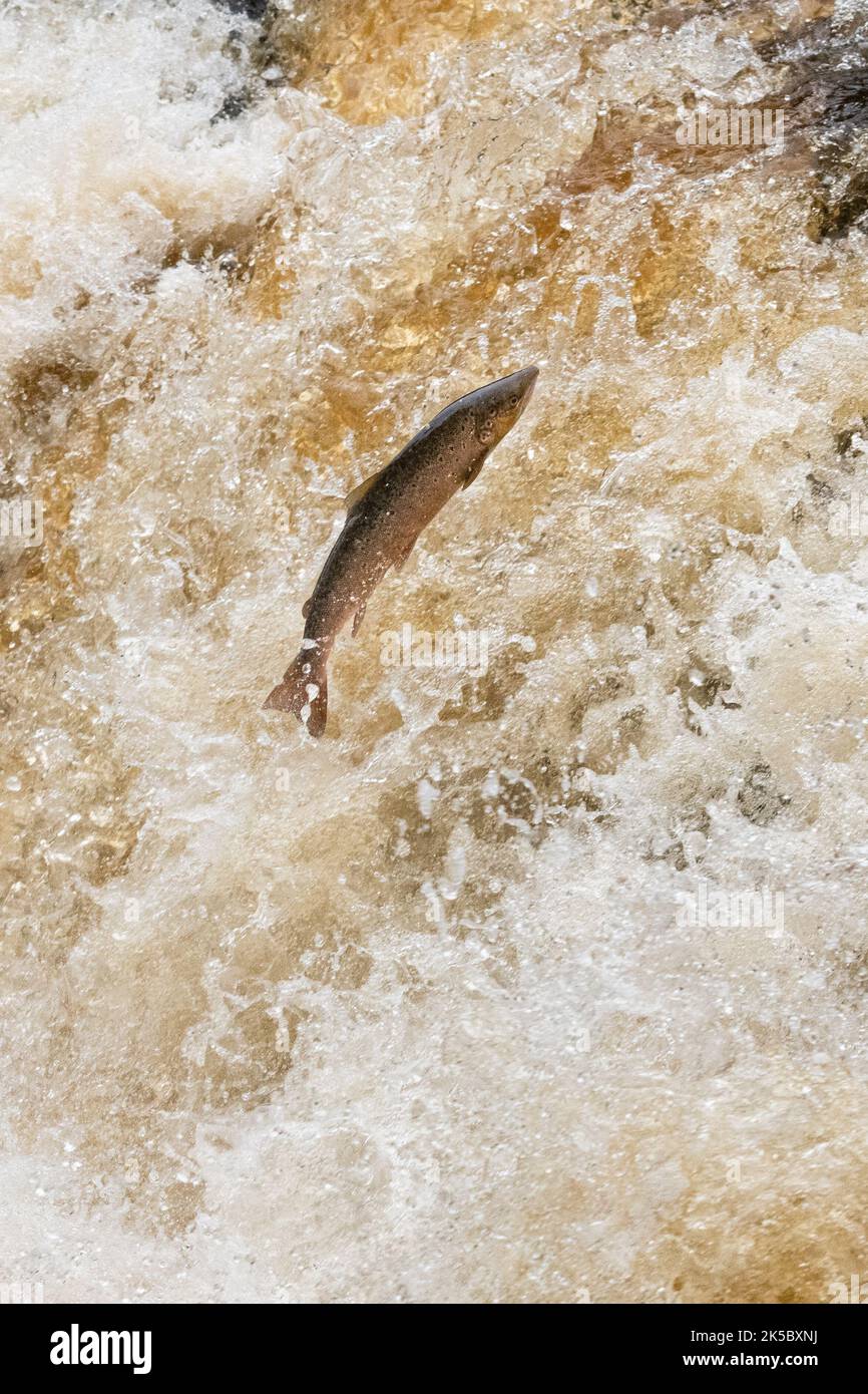 Endrick water salmon hi-res stock photography and images - Alamy
