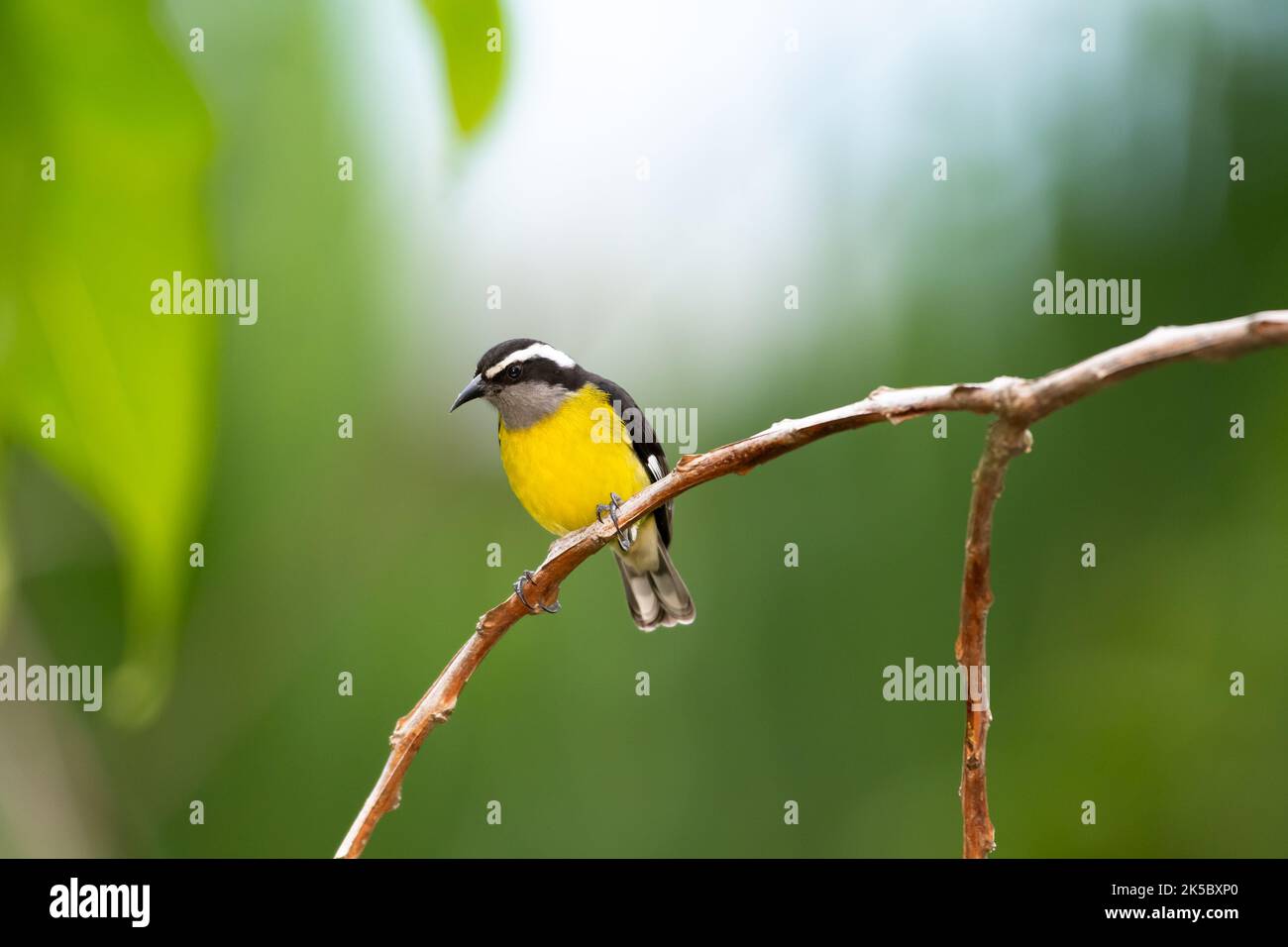 Small yellow and black Bananaquit bird perched on a branch in the ...